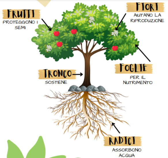 LE PARTI DELLA PIANTA | Genially