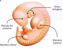 Estadio 14, embriología | Genially