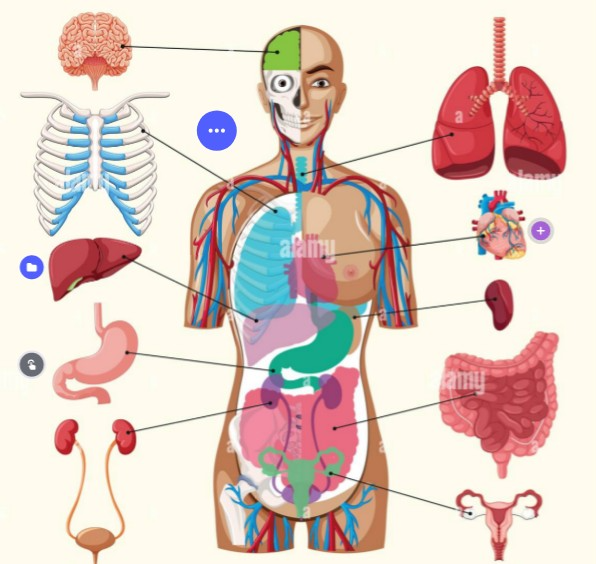 órganos Del Cuerpo Humano Genially