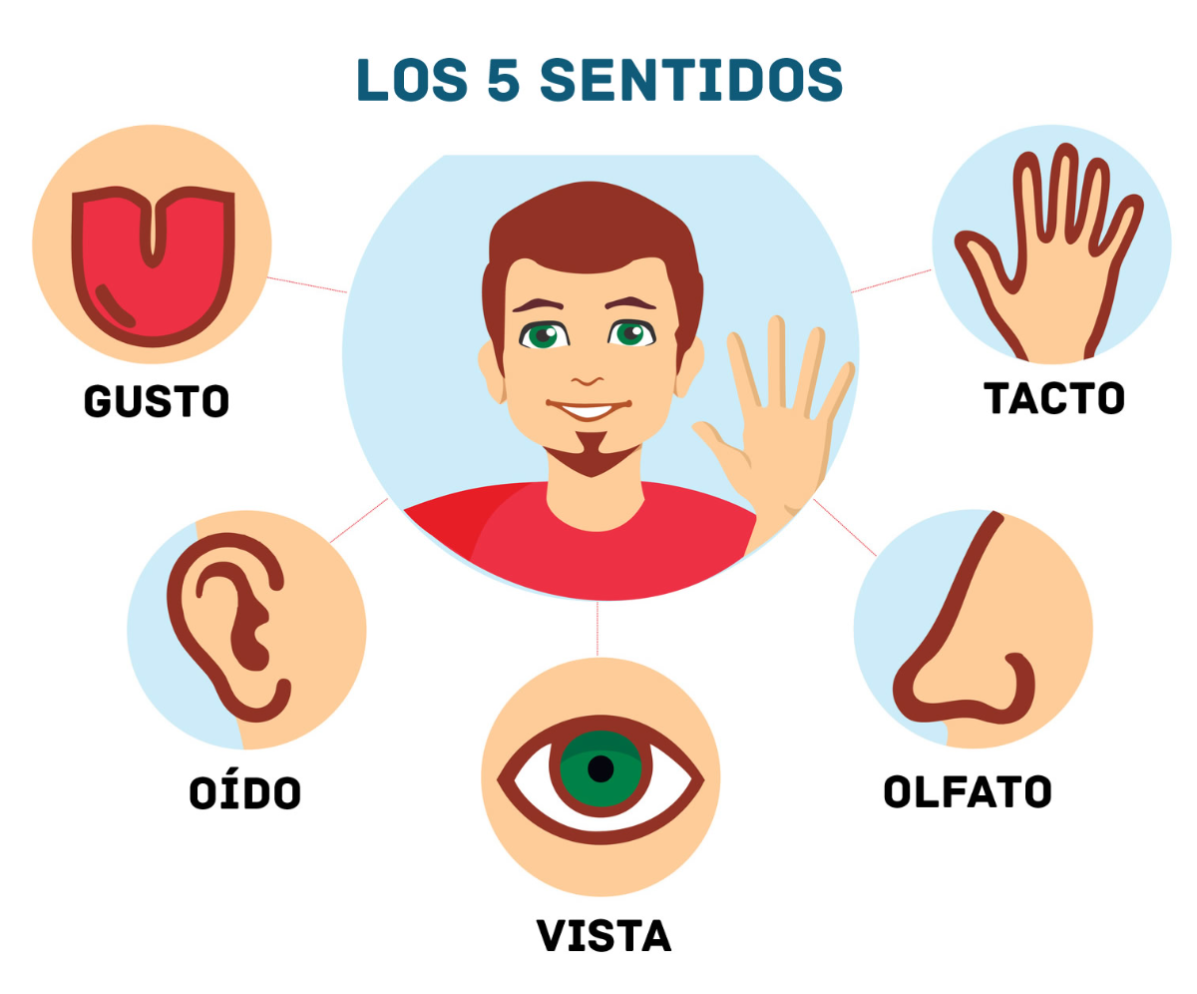 Imagen interactiva. Los sentidos de mi cuerpo | Genially