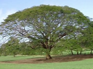 Arbol de Guanacaste