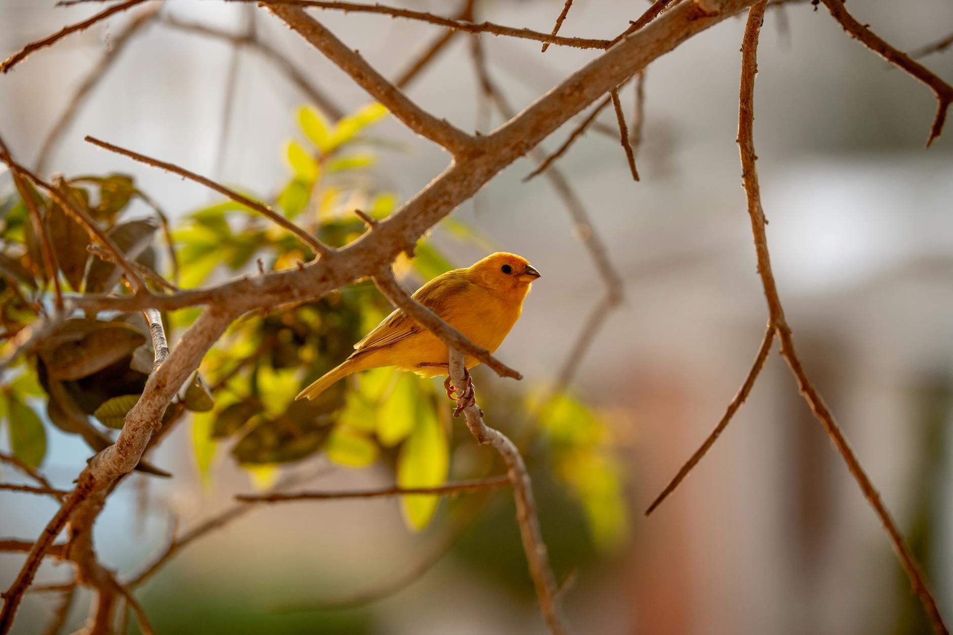Automne de Raissa Maritain | Genially