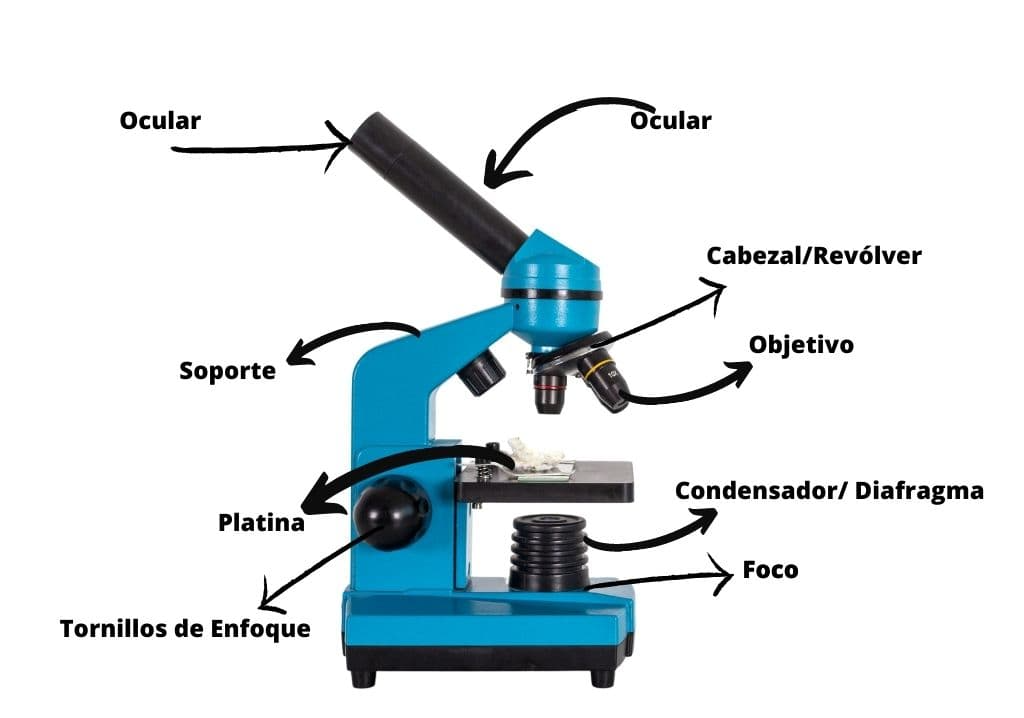 Partes del Microscopio | Genially