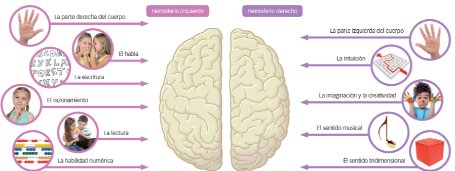 EL CEREBRO PARA NIÑOS | Genially