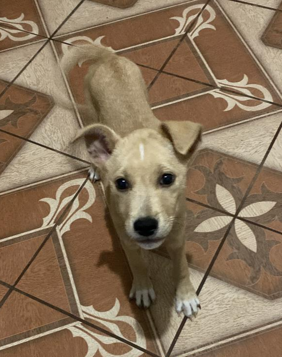 Mi perrito