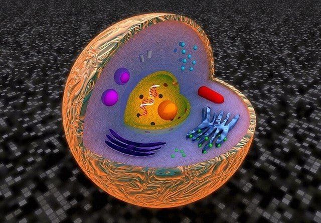 cellula interattiva