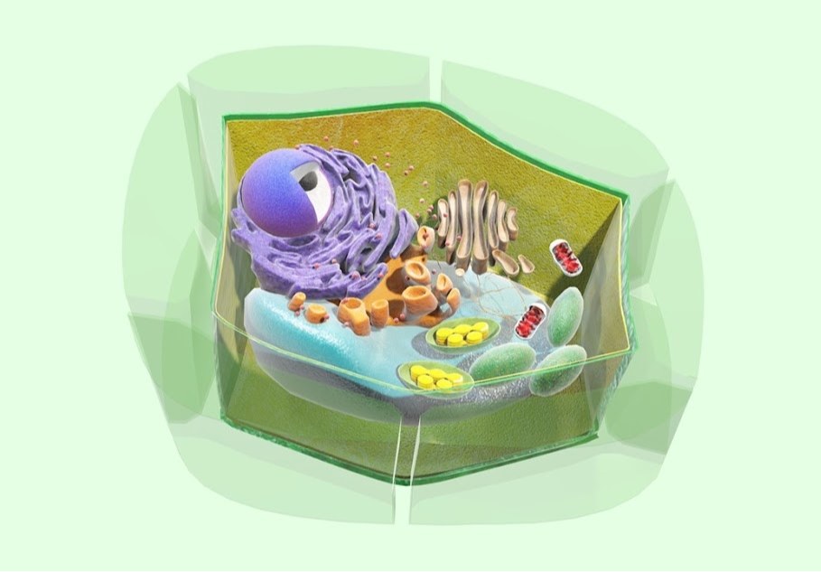 PLANT CELL | Genially