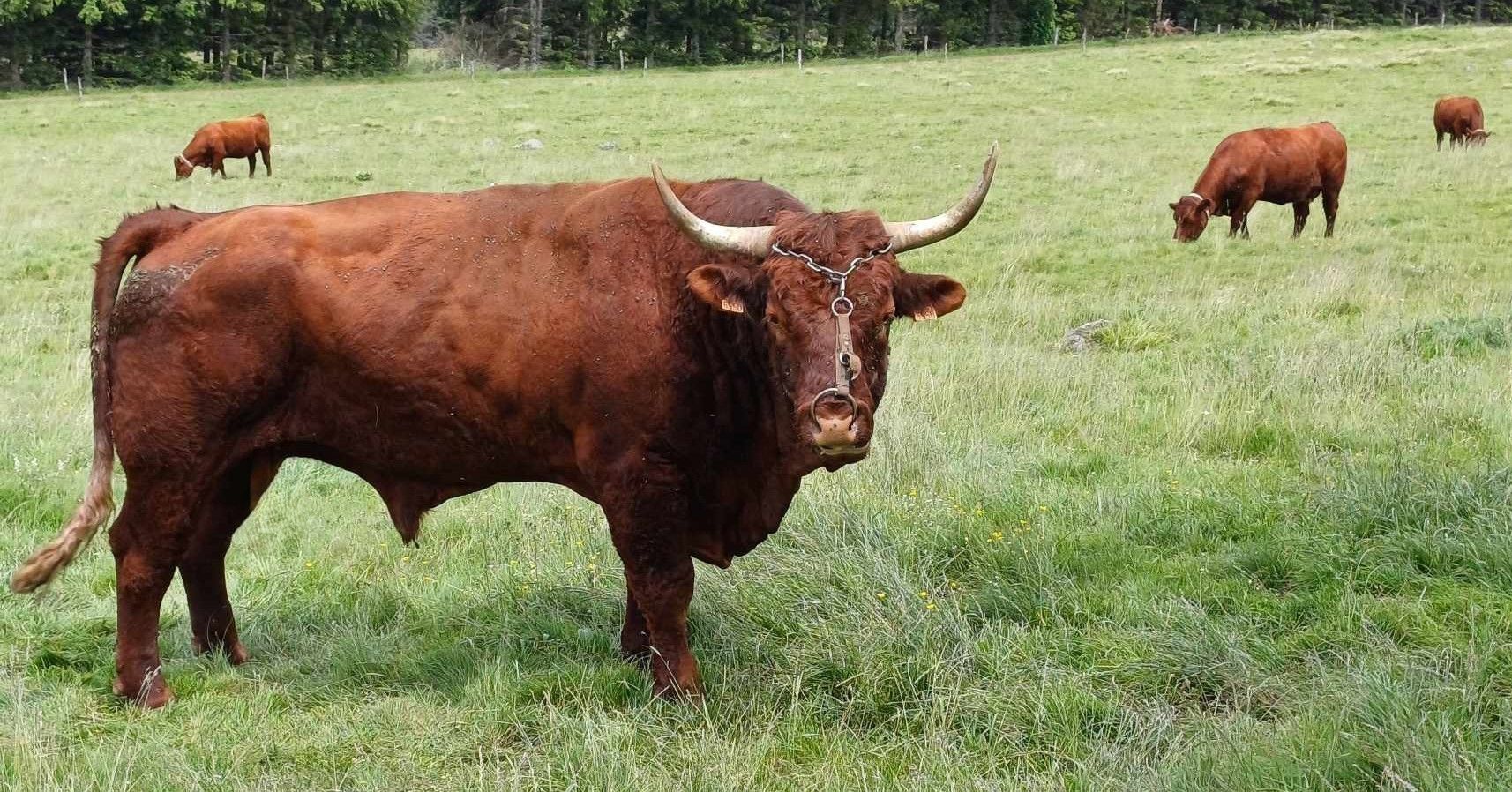 Maintenance Station de Laqueille