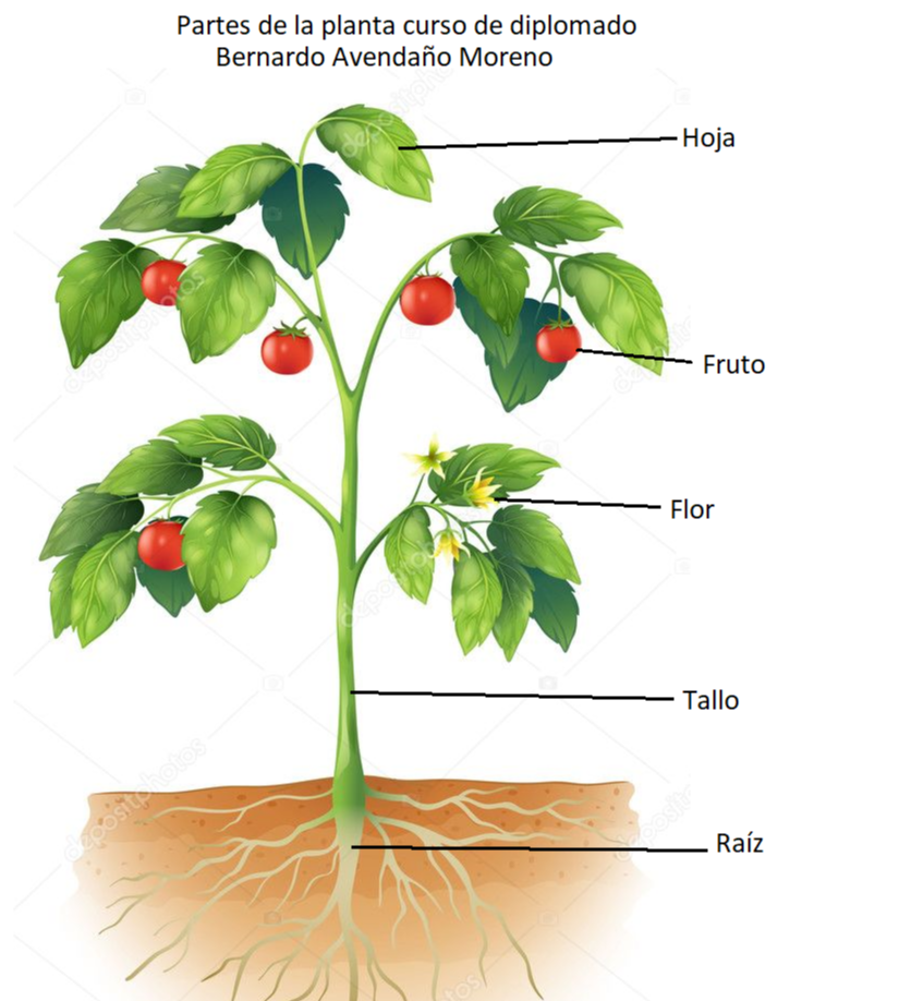 Imagen interactiva | Genially