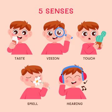 5 Senses - CKLA Knowledge 2 | Genially