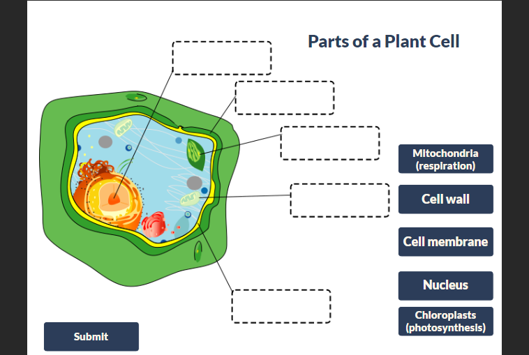Lesson 2 Parts of a Plant Cell Interactive