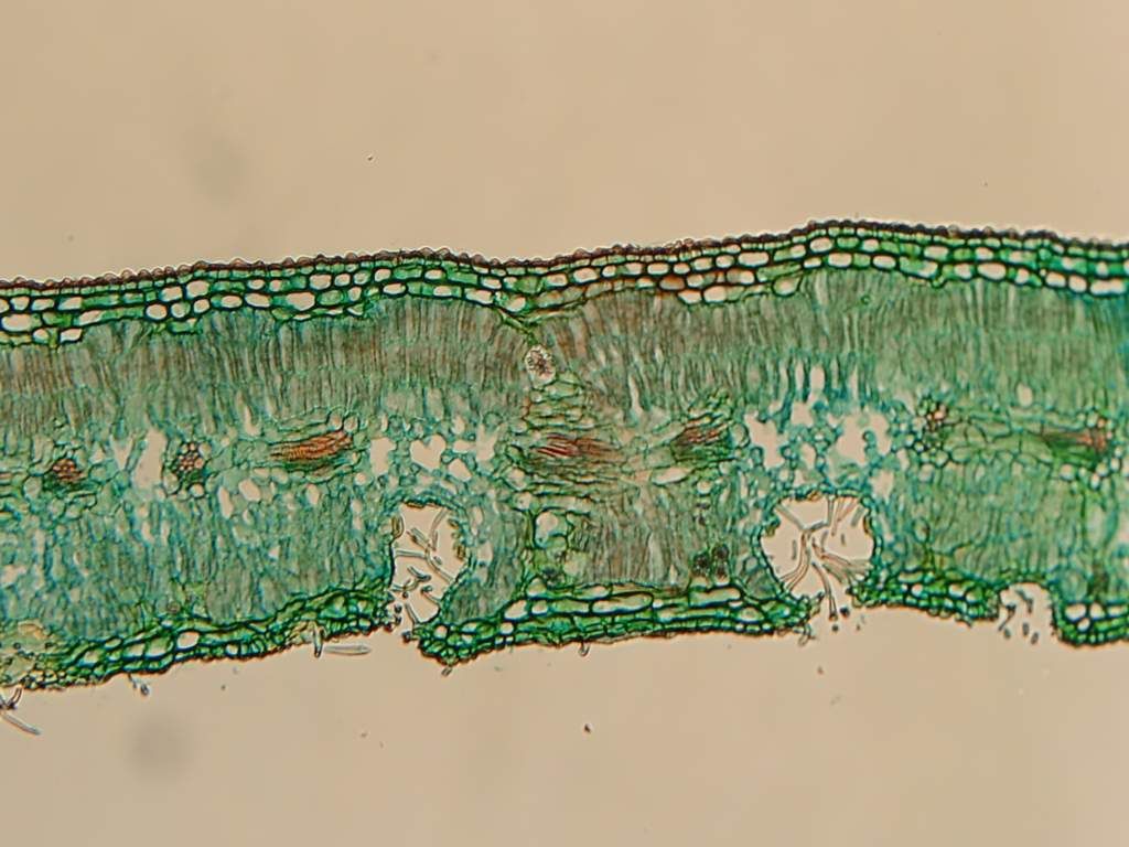 Internal Leaf Features