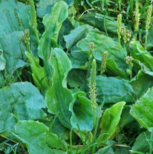 AGBB 2043: Weed ID Matching | Genially