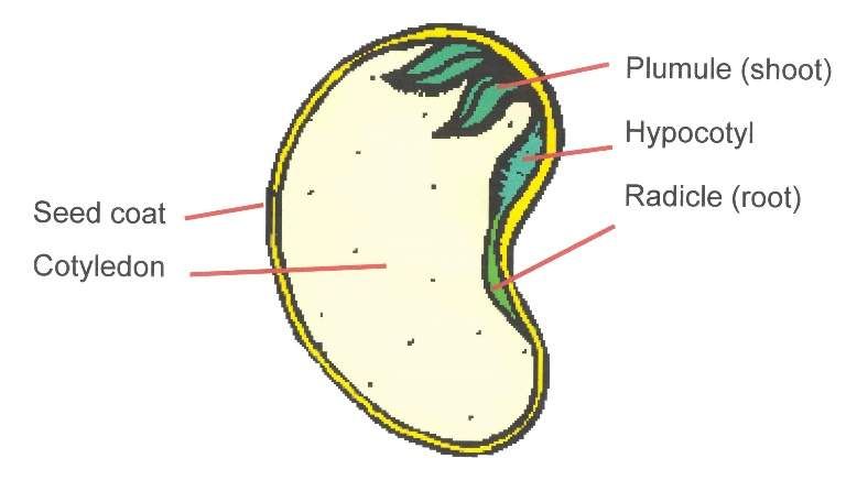 Dicot Seeds | Genially