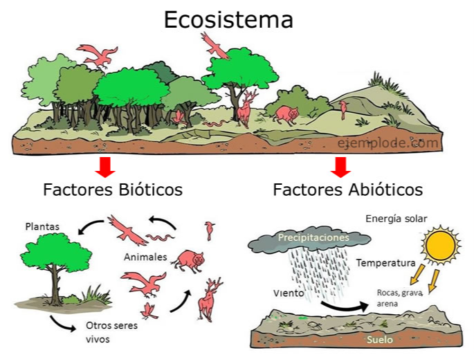Imagen interactiva EL ECOSISTEMA Y LOS FACTORES BIÓTICOS Y ABIÓTICOS | Genially