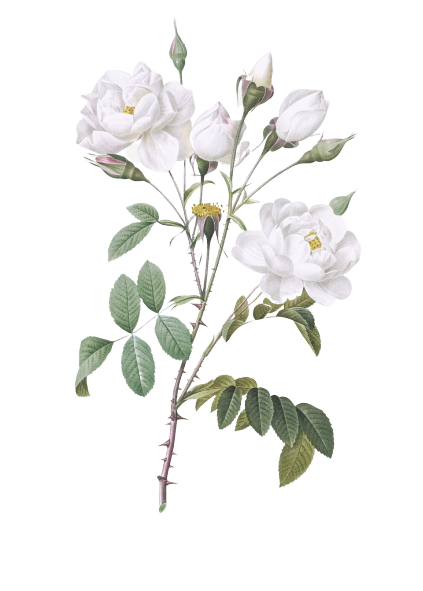 Amir Life Map | Genially