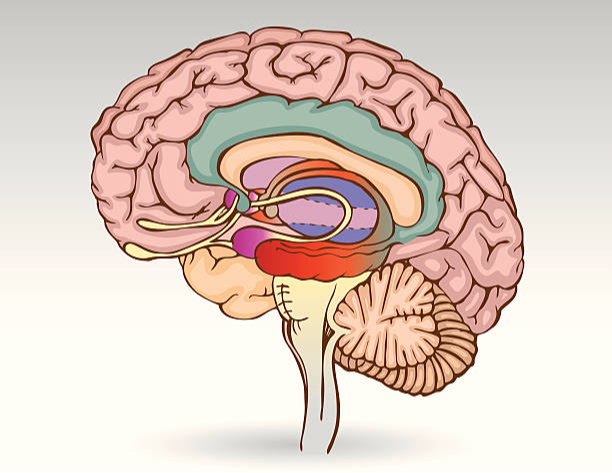 El Sistema Límbico Y Las Emociones Genially