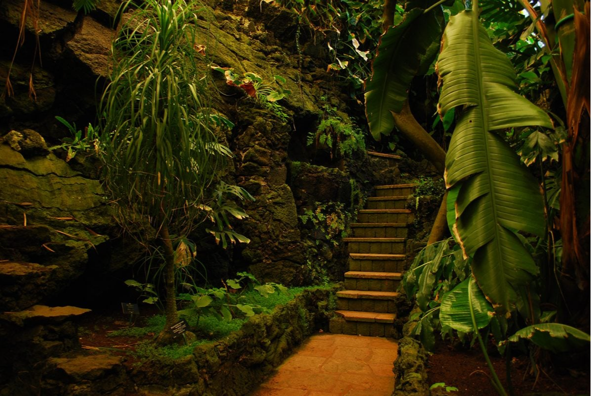 selva | Genially
