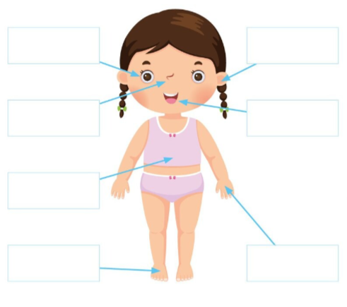 Le corps humain | Genially