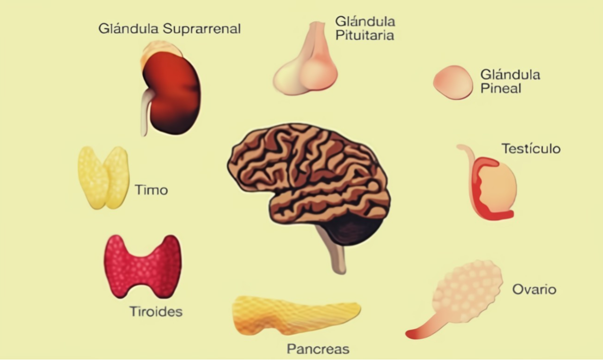 Imagen interactiva | Genially