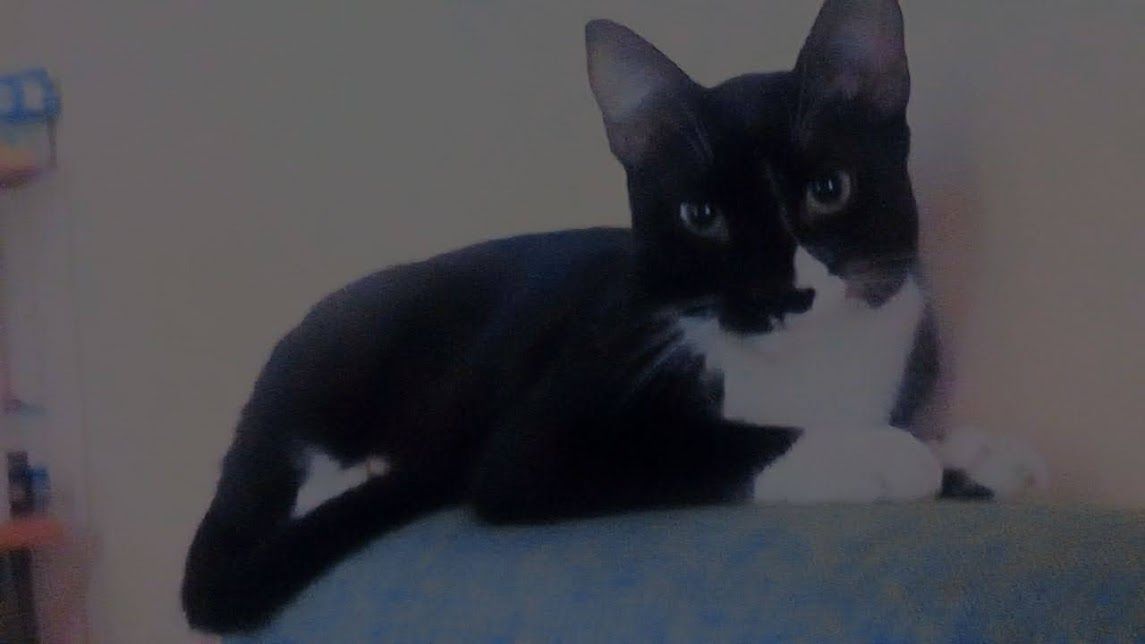 Mis Mascotas Genially