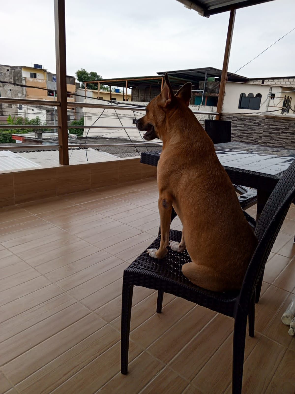 Mis Mascotas Genially