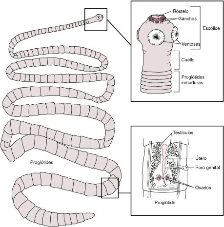 Basic Interactive Course | Genially
