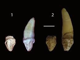 Orrorin Tugenensis | Genially