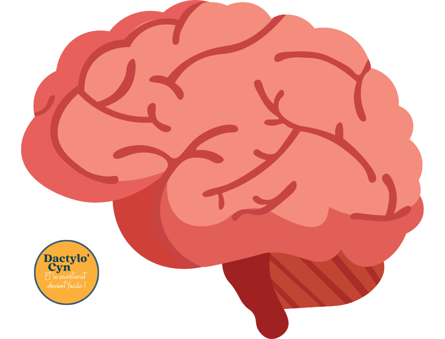 Le cerveau | Genially