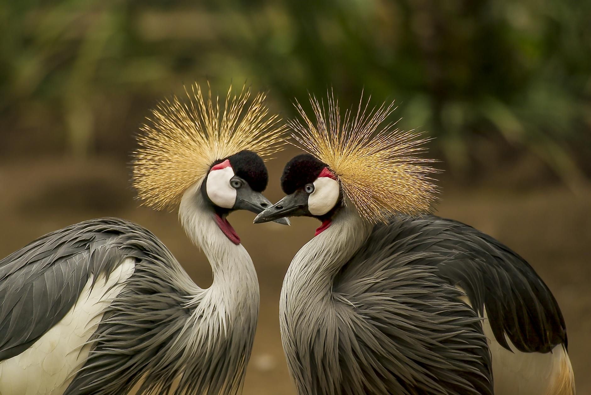 GLI ANIMALI | Genially