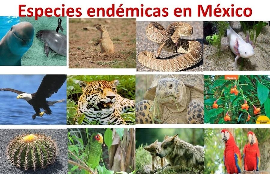 Especies endémicas de México | Genially