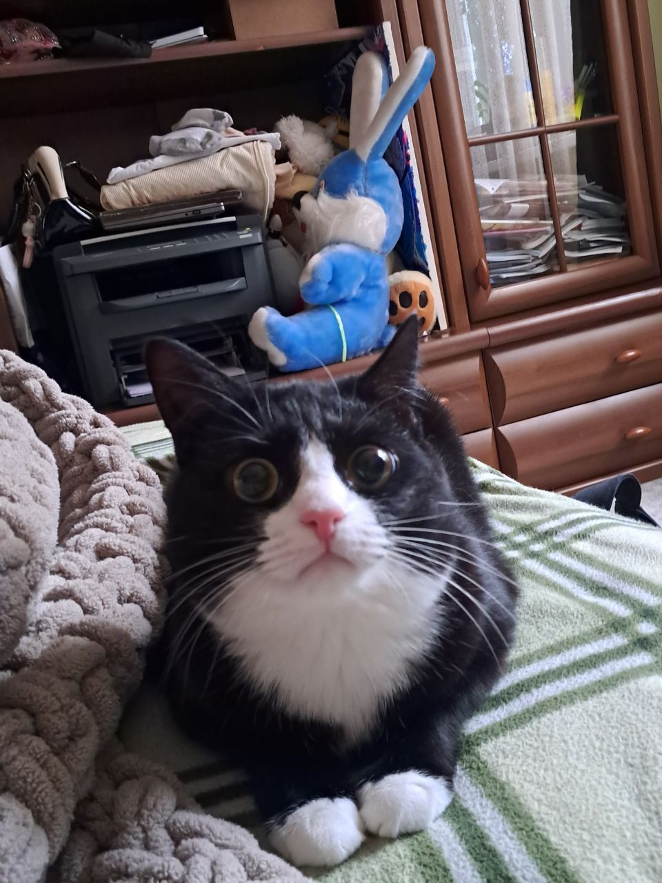 Copy - FAMILY TREE | Genially