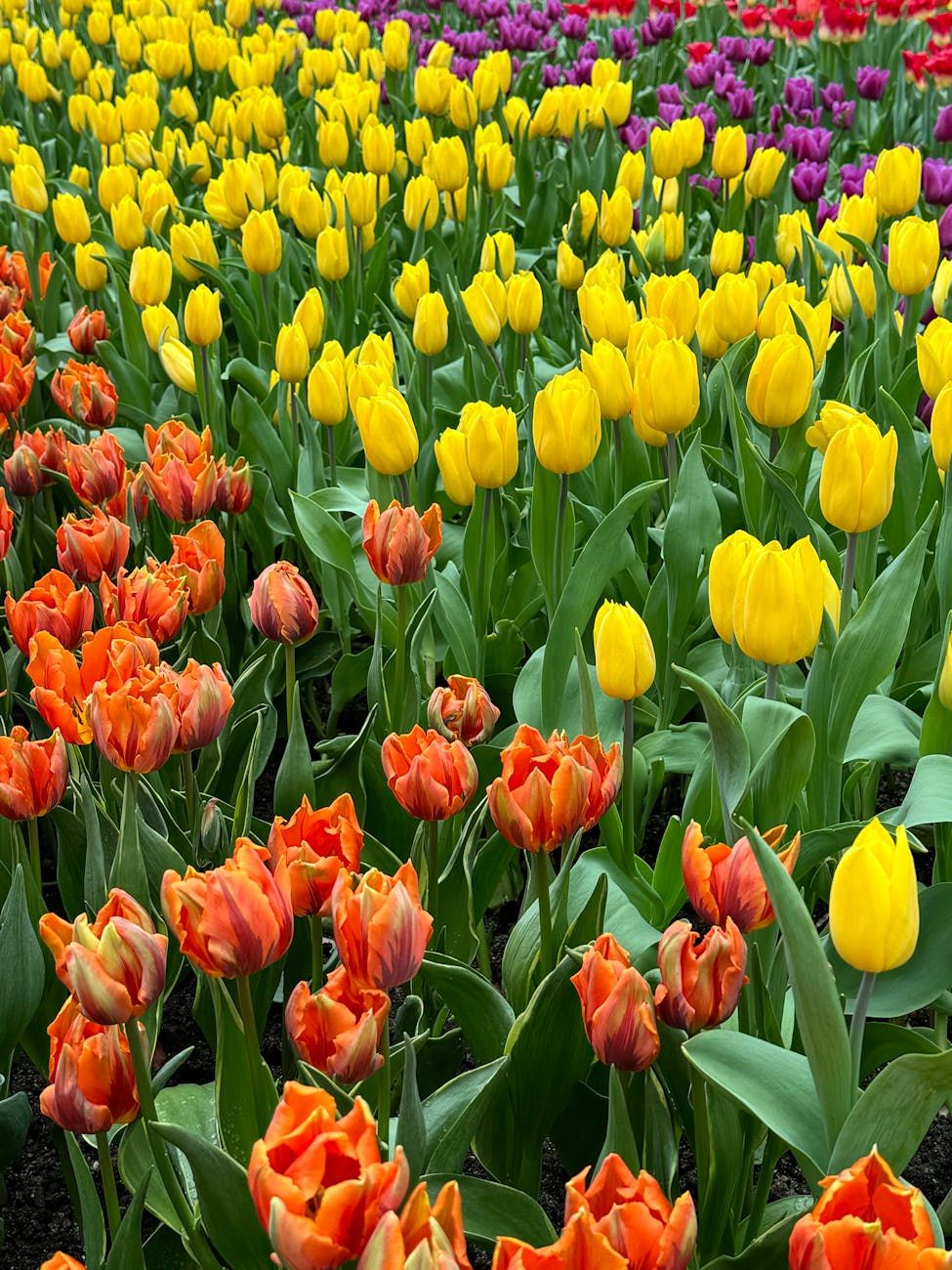 I FIORI