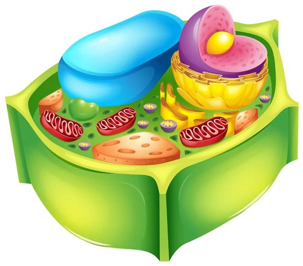 La cellula vegetale | Genially