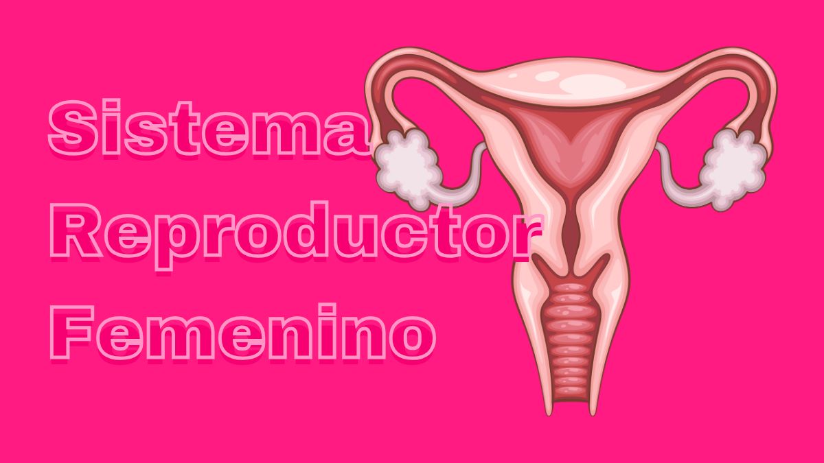 Sistema Reproductor Femenino | Genially