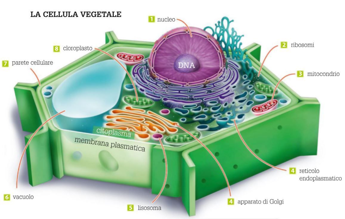 Ripasso La cellula vegetale | Genially