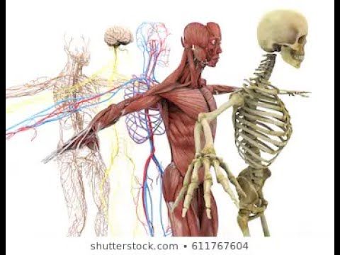 Anatomía | Genially