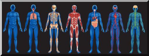 Anatomía | Genially