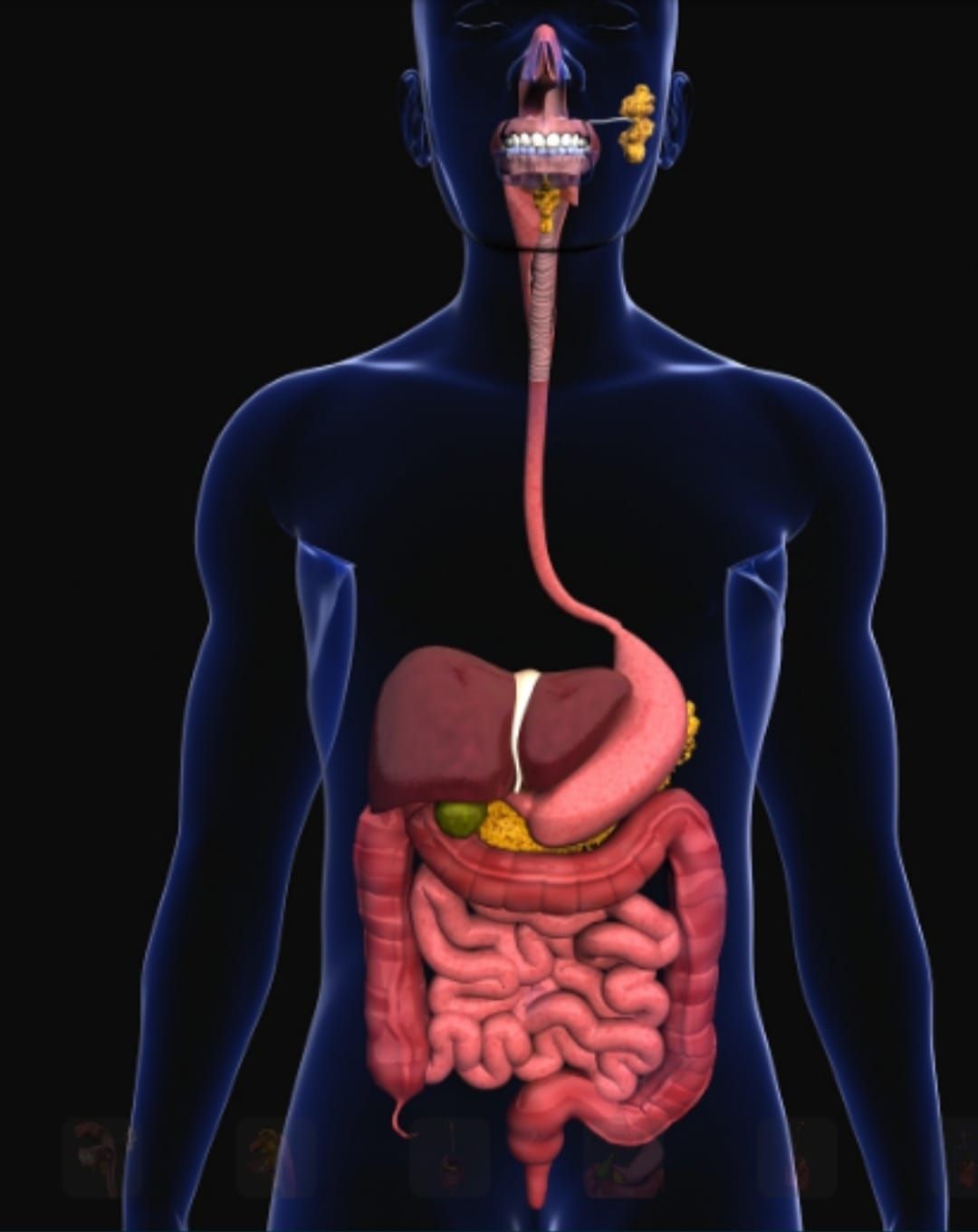 Tubo digestivo,higado y pancreas | Genially