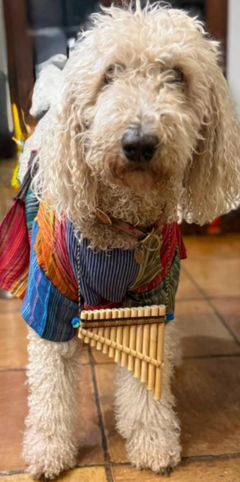 Imagen interactiva | Genially